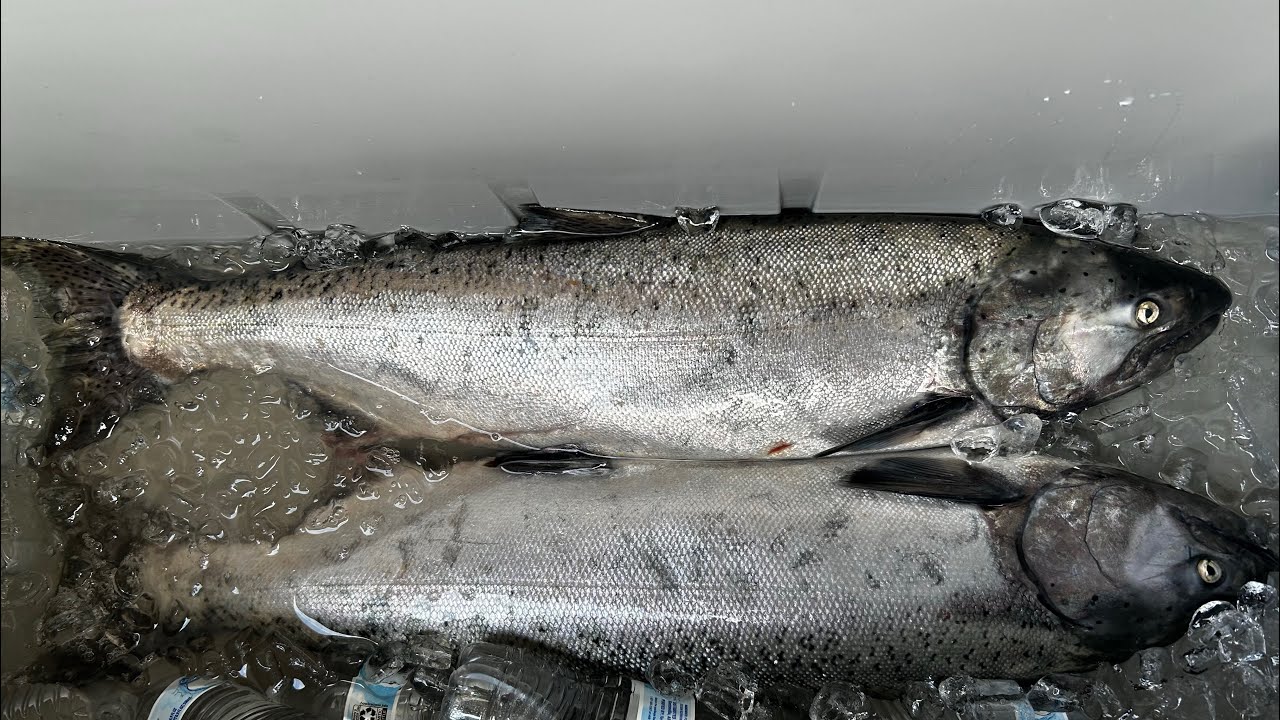 Drano Lake Spring Chinook Salmon Fishing - YouTube