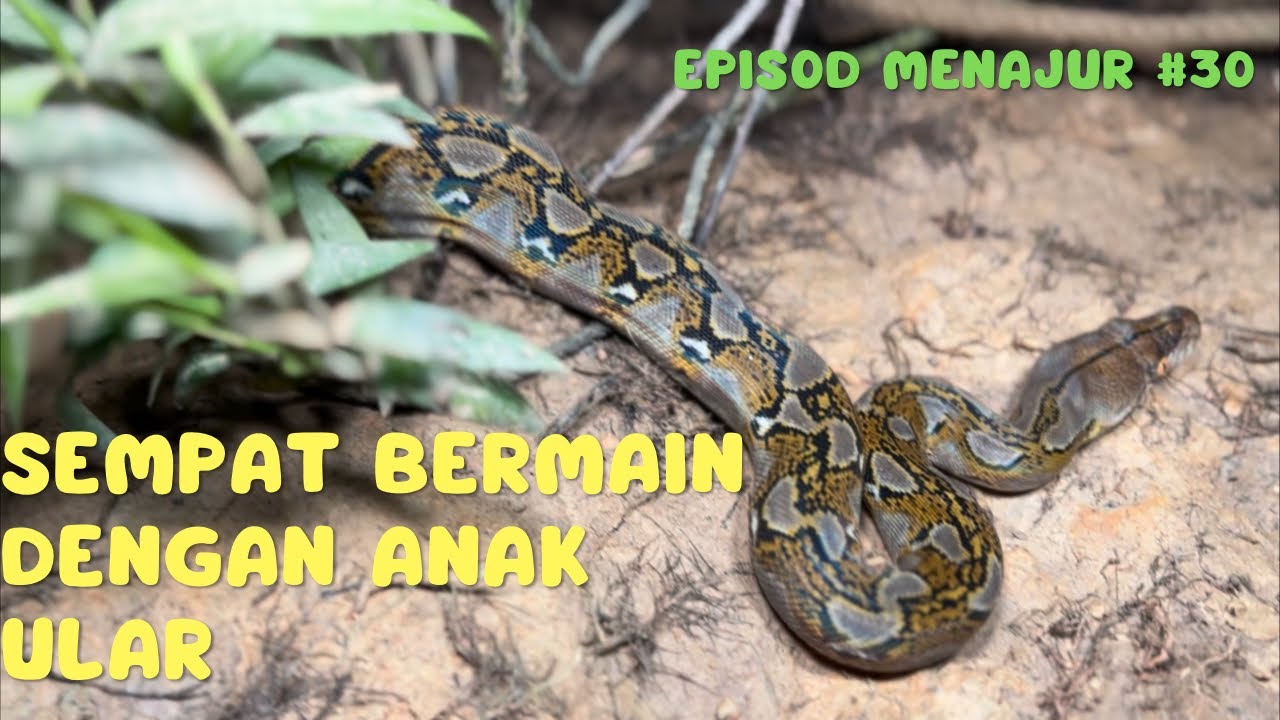 [Eps 30] Meronda Hasil Menajur Malam Terserempak Anak ULAR SAWA - YouTube