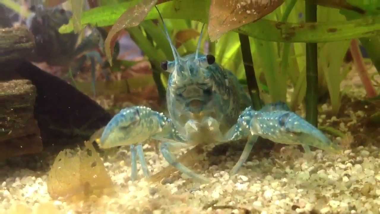 Floridakrebs mit Nachwuchs fressen Guppy - YouTube