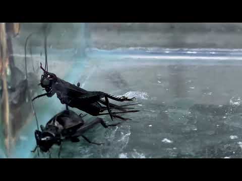 When Is Mating Season For Crickets