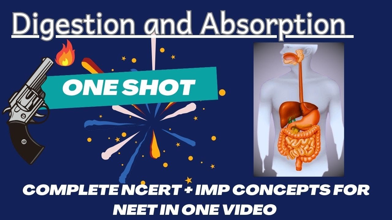 ONE SHOT || Digestion and Absorption || Class 11 Biology || NCERT ...