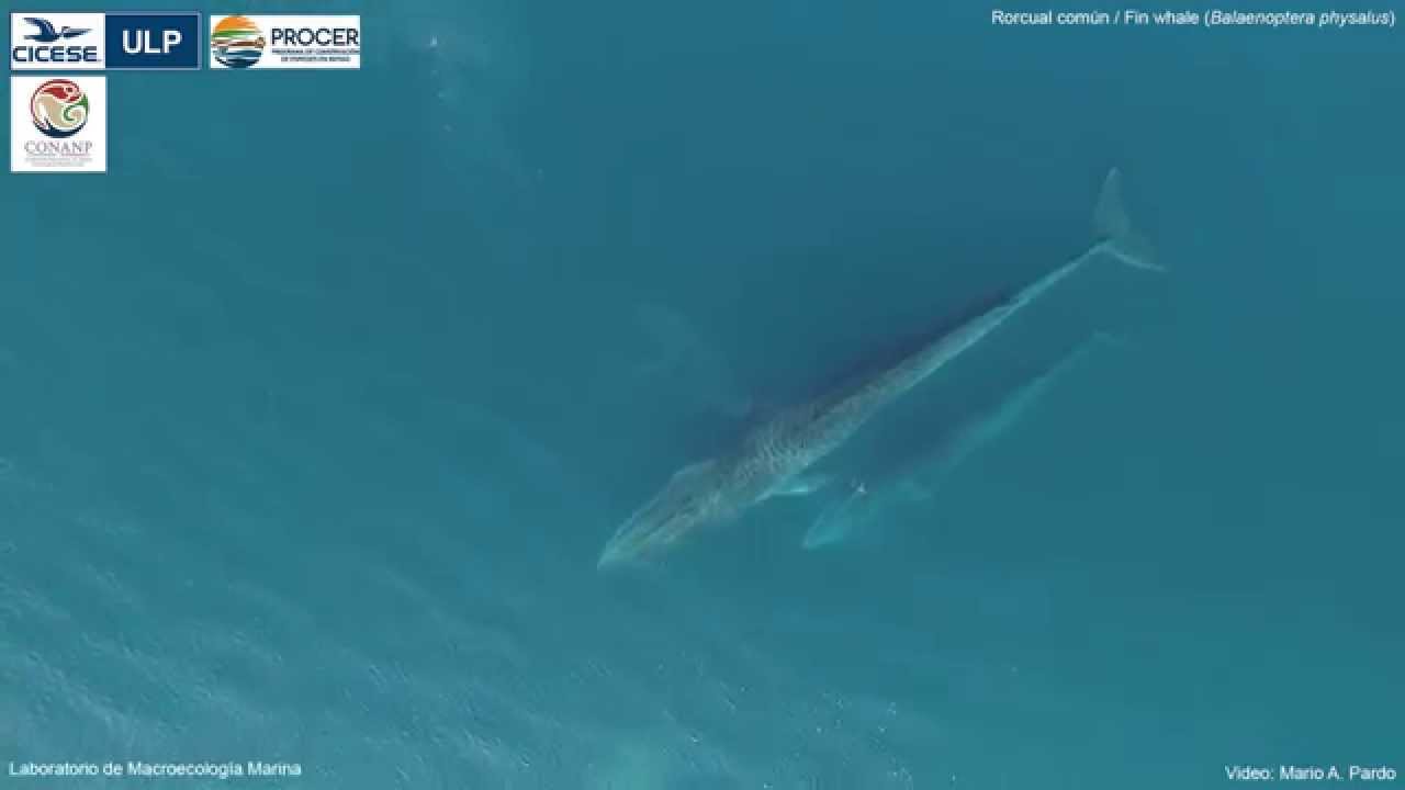 Vista aérea de rorcuales comunes / Aerial view of fin whales ...