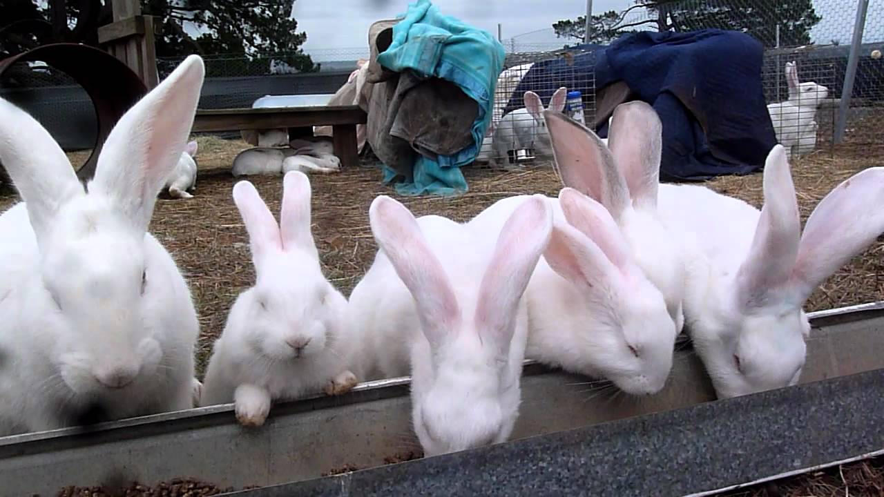 bunnies eating breakfast - YouTube