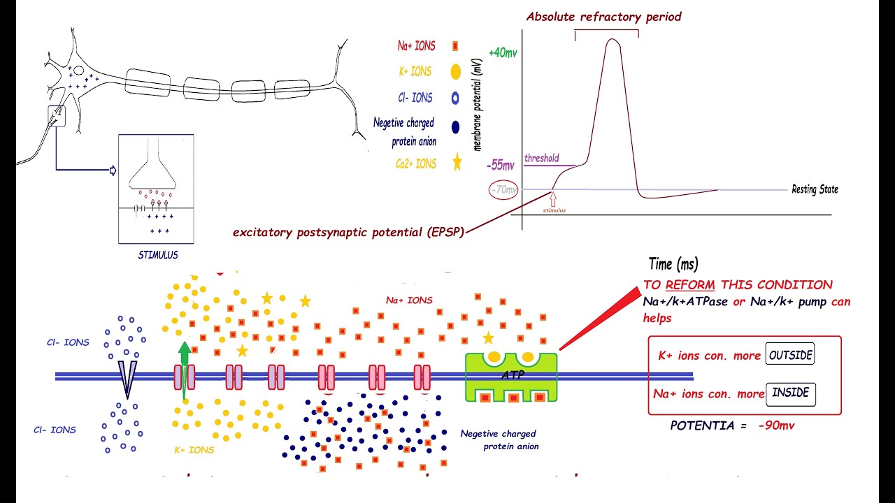 Resting Membrane Potential and Action Membrane Potential (Details ...