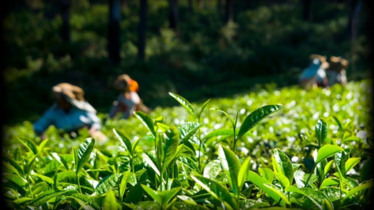 From Hills to Cups: The Story of Assam's Tea Gardens| Assam's Tea ...