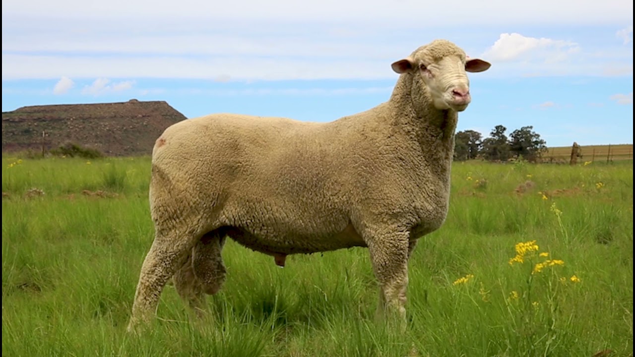 Greyling Mutton Merino Production Sale - YouTube