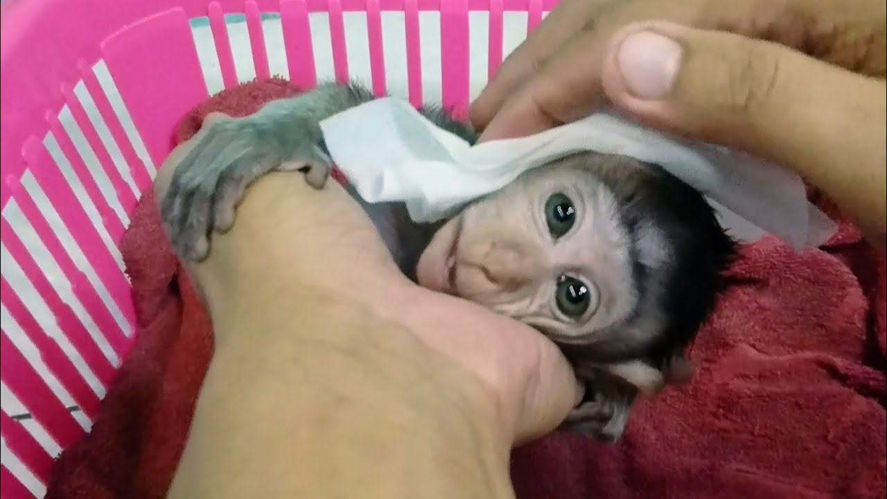BABY MONKEY IS SICK HAS HEAT AND DIARRHEA - YouTube