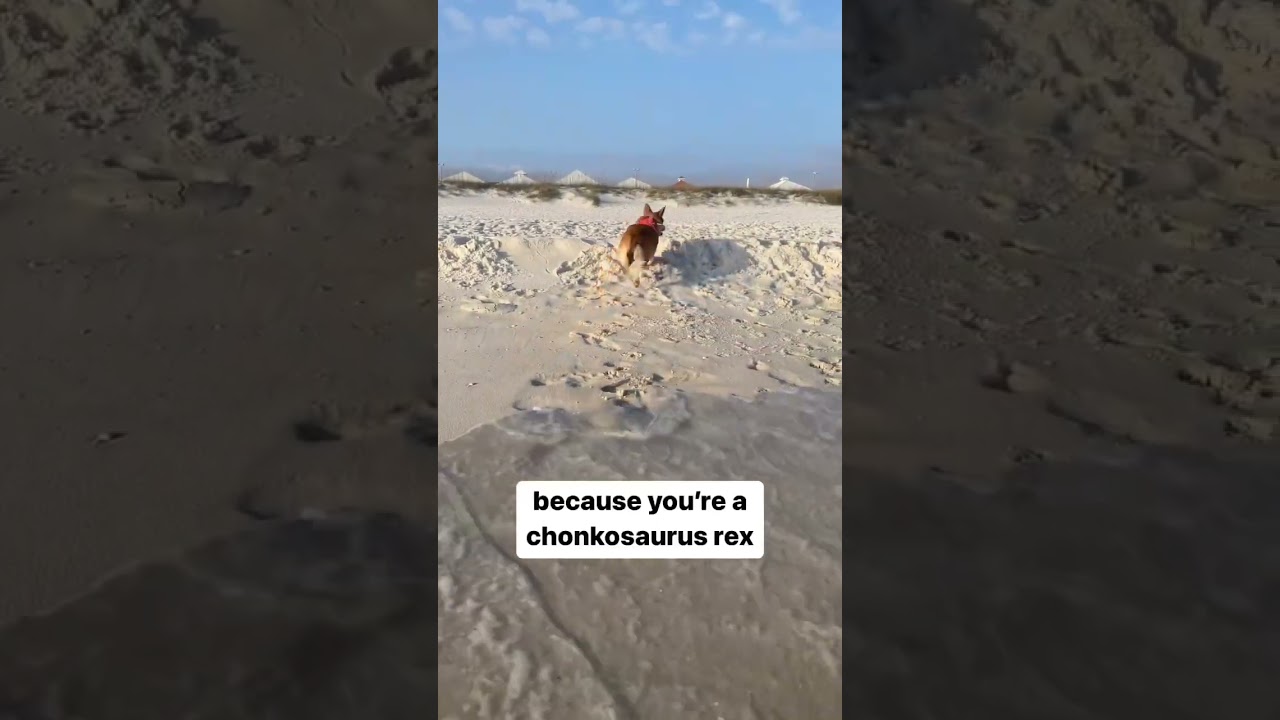 A chonky baby enjoying her day at the beach 🏝️ #corgipuppy #corgicrew # ...