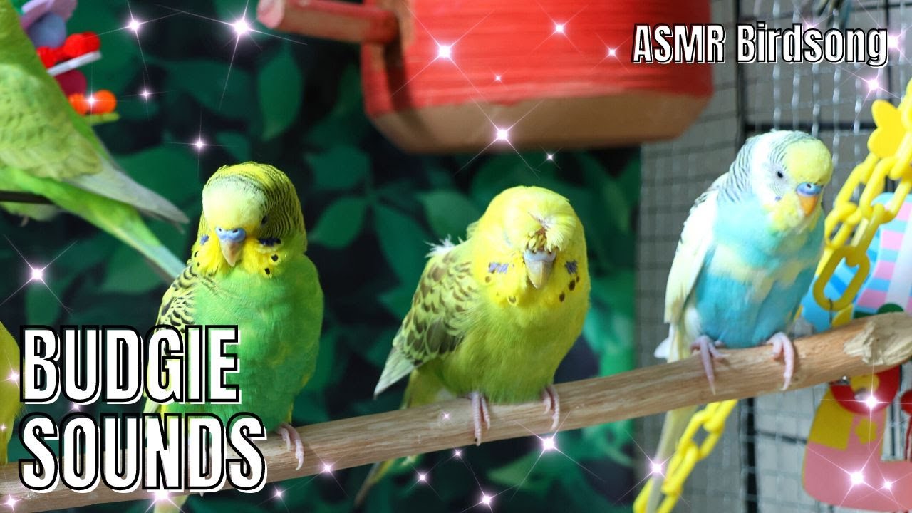 BUDGIE SOUNDS #birdsounds #budgies #parakeet #cute #pets #chirping # ...