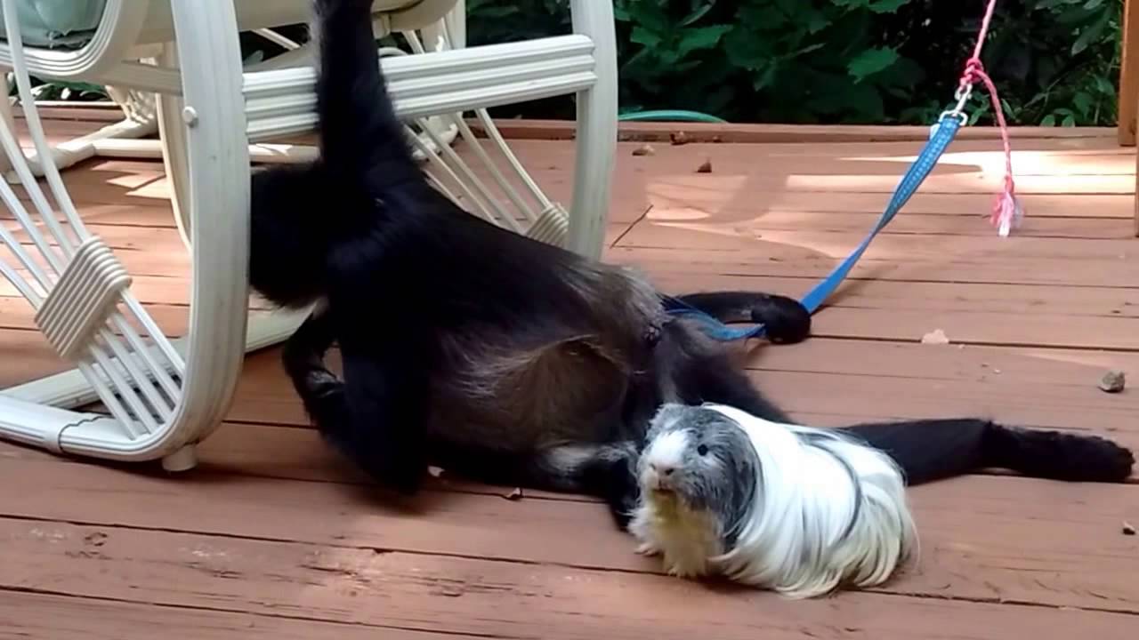 Spanky The Spider Monkey & her Guinea Pig "Peekachoo" - YouTube