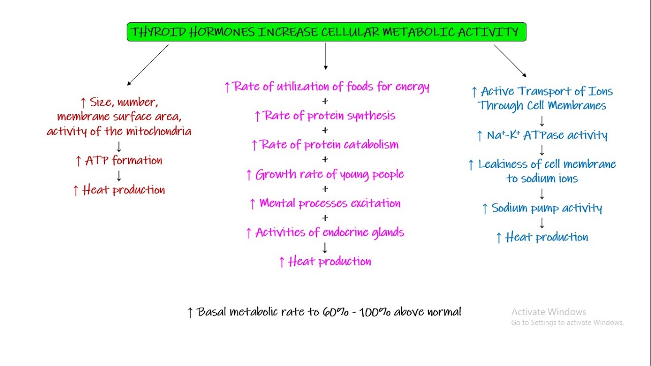 Physiological functions of Thyroid Hormone. Chapter 77 part 4. Guyton ...