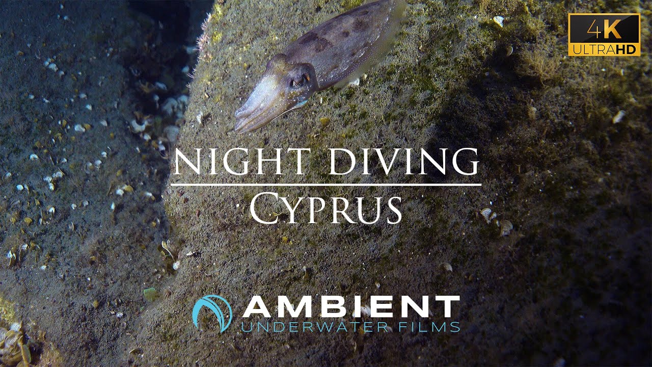 NIGHT SCUBA DIVING MEDITERRANEAN CYPRUS｜4K VIDEO - YouTube