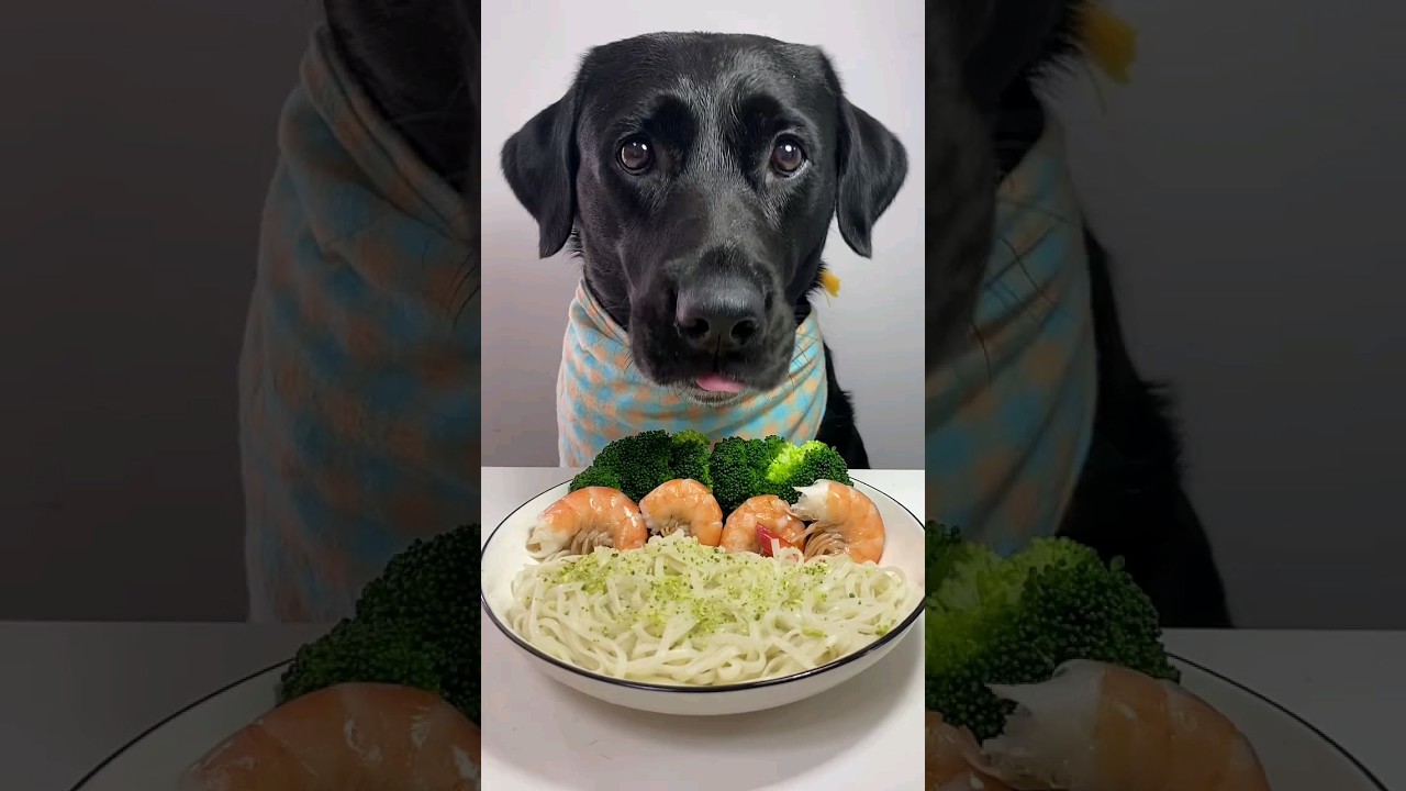 My Cute Labrador Dog Feeling Love Enjoying Wite Eating Amezing Food # ...