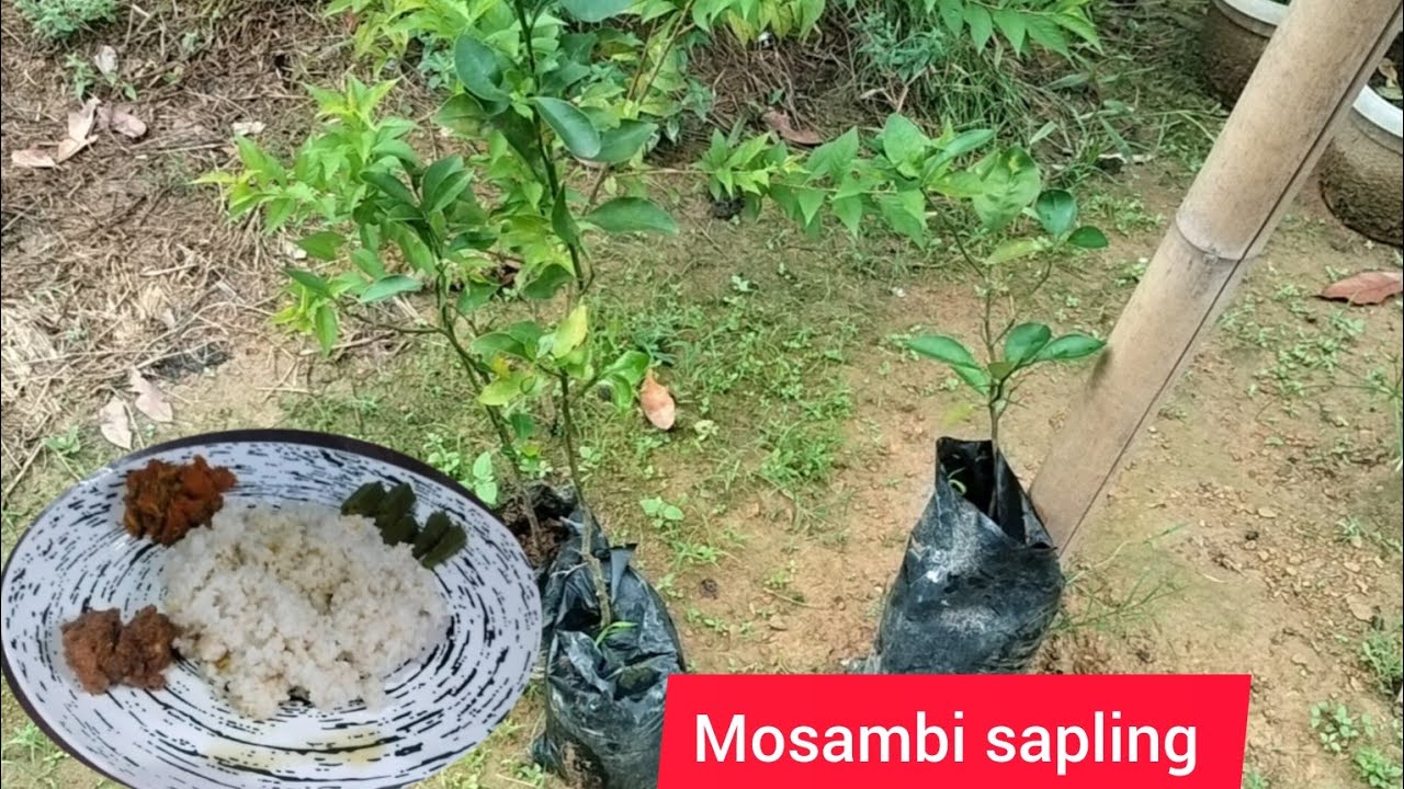 planting mosambi sapling(Sunday work)😊😉 - YouTube