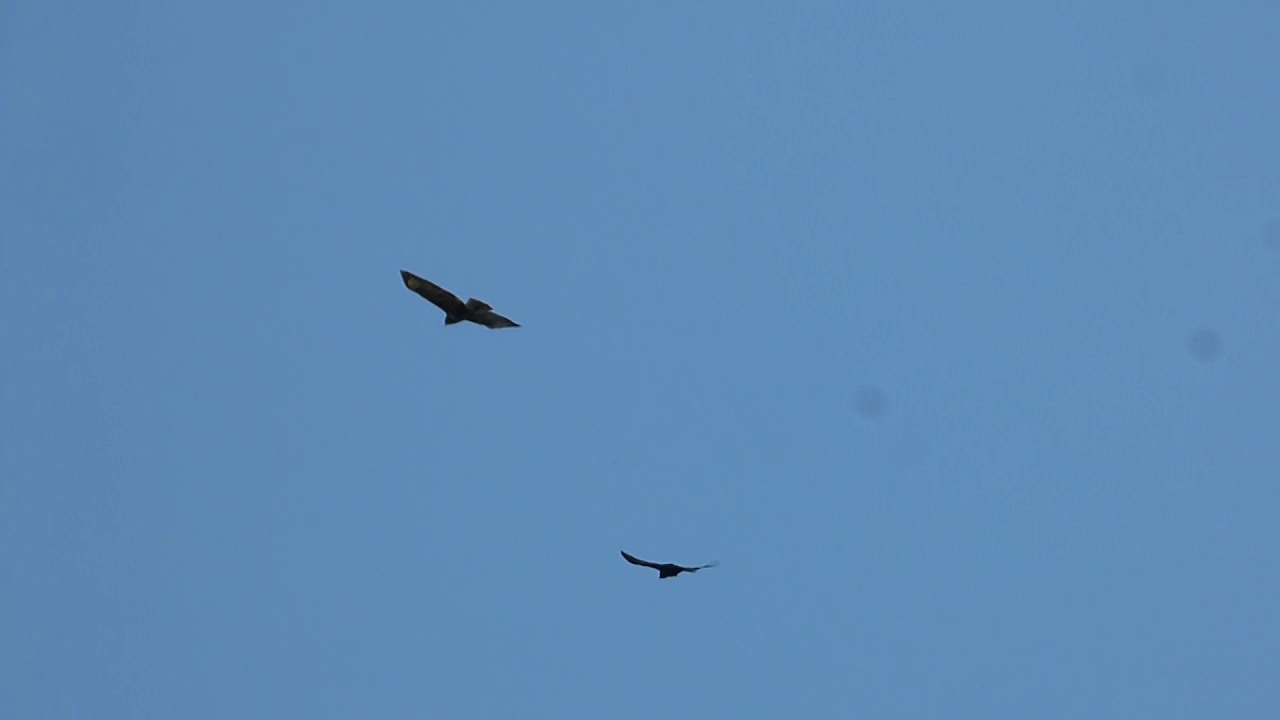 Quick video of a Crow attacking a Buzzard. Santon Downhan :) - YouTube