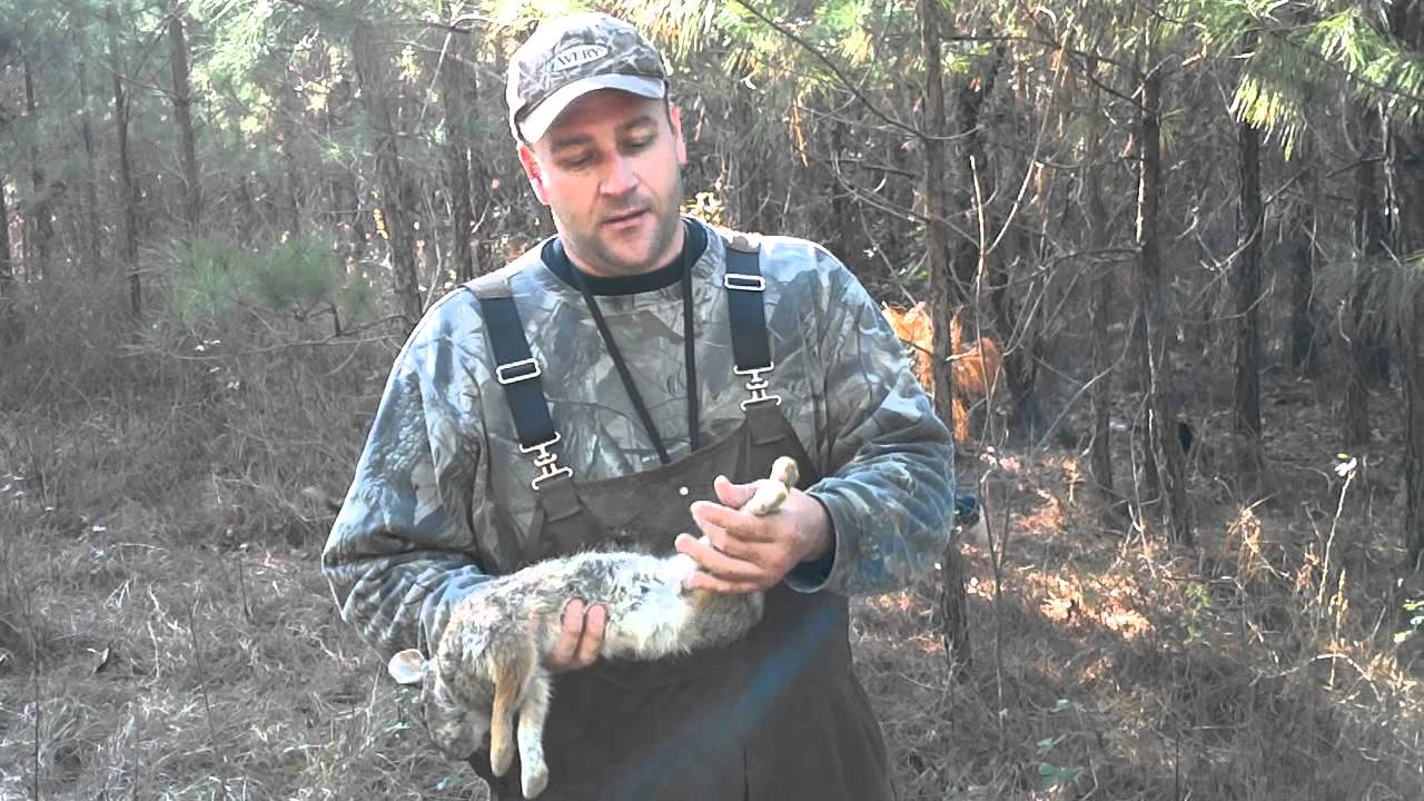 Wabbit huntin #2 - YouTube