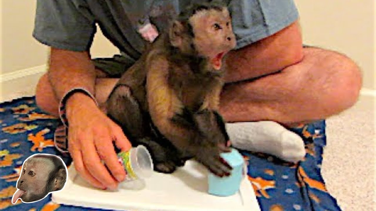 Monkey Flarp! Noise Putty! - YouTube