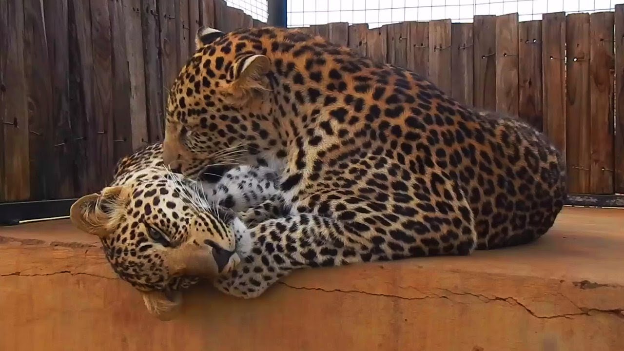 Leopards Cosmo and Cassius Cuddles - YouTube