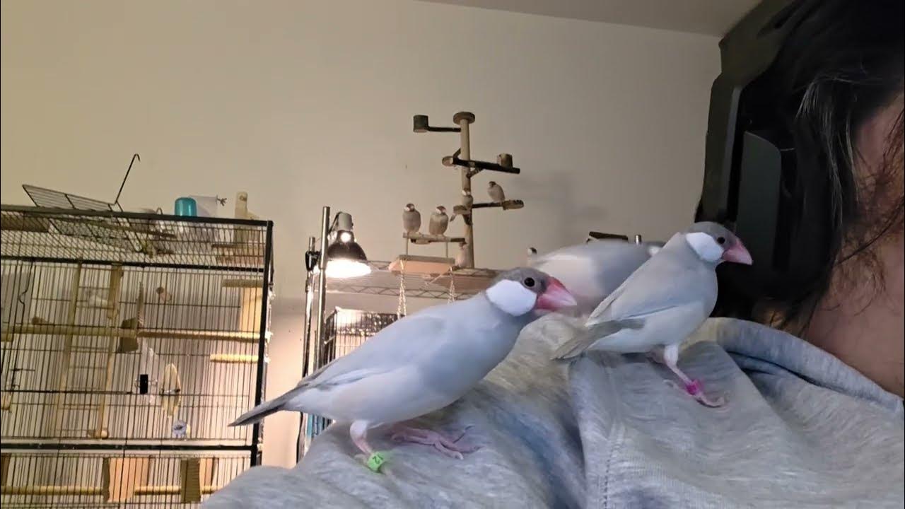 Java finches in the morning - YouTube