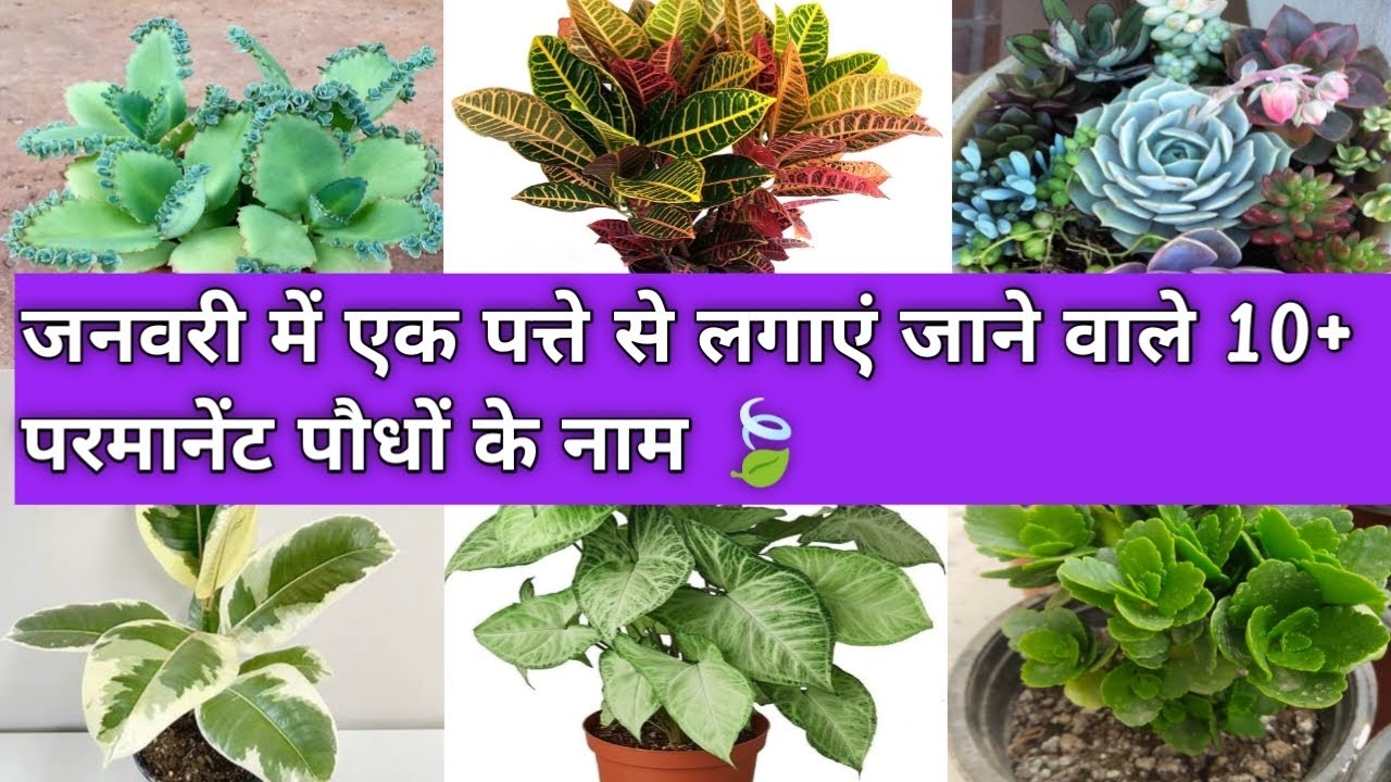 जनवरी में एक पत्ते से लगाएं जाने वाले 10+ हार्डी परमानेंट प्लांट||Grow ...