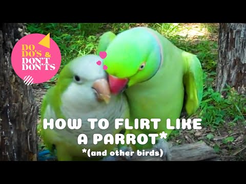 How to Flirt Like a Parrot | Do-do's & Don't-don'ts