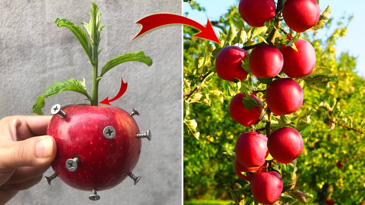 Unique apple breeding technique from aloe vera and garlic that few ...