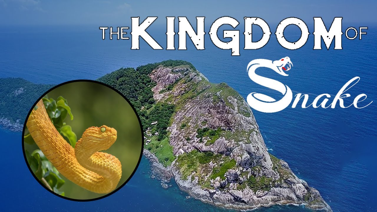 The Secrets of Snake Island ! Ilha da Queimada Grande in brazil. - YouTube