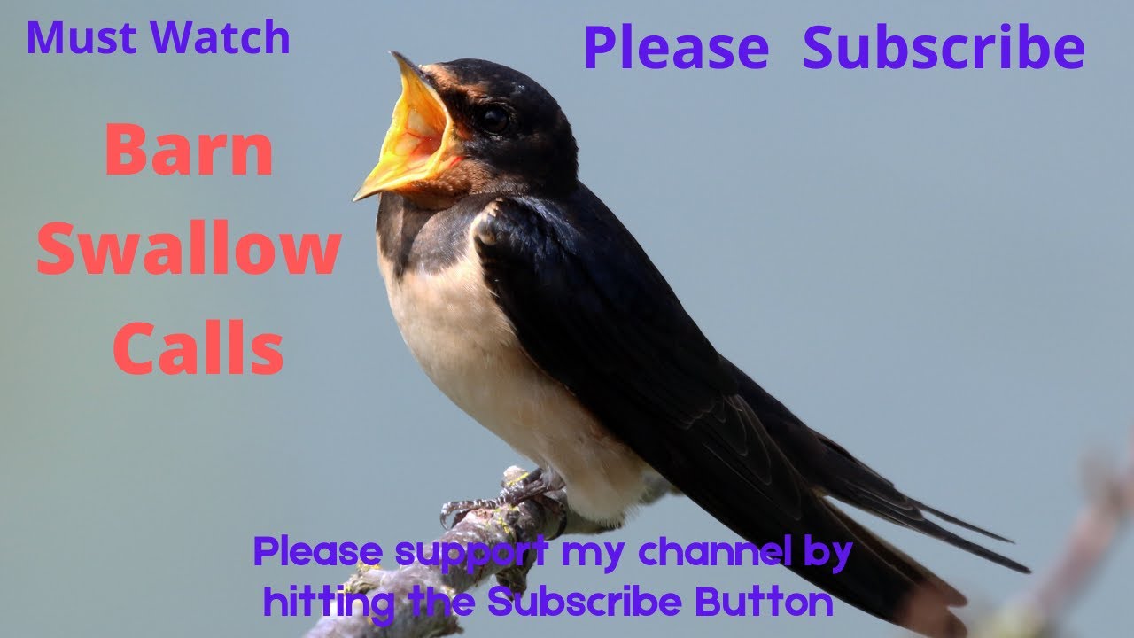 Barn Swallow Calls | Barn Swallow sounds | birds sounds - YouTube