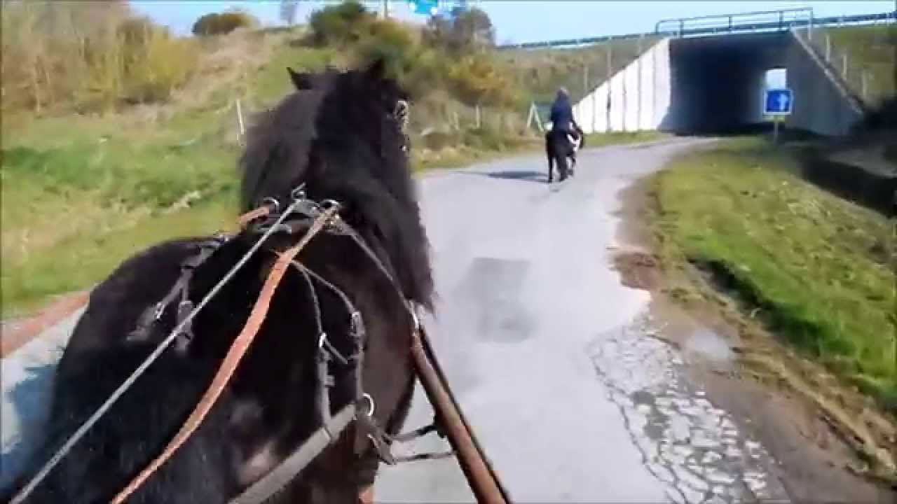 Trotting/galoping : attelage - YouTube