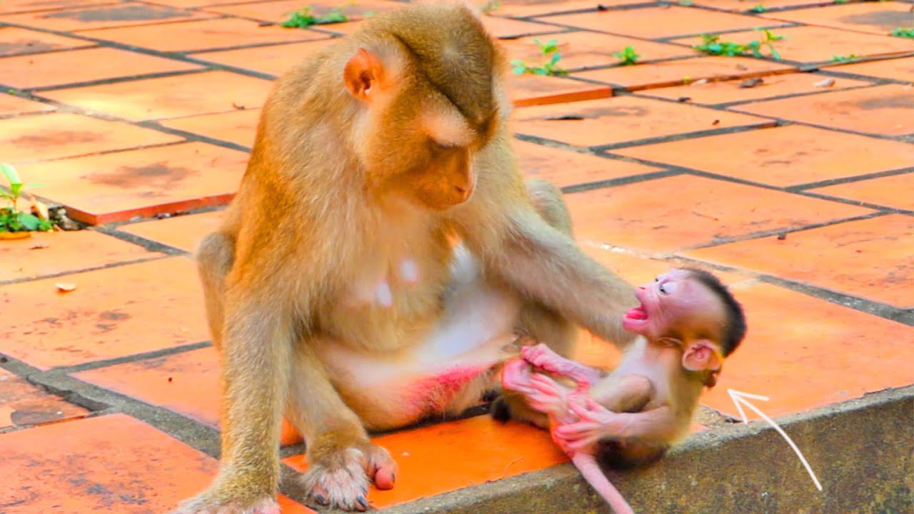 Good luck...baby monkey SABA up-s-ets with his mom nearly fall but mom ...
