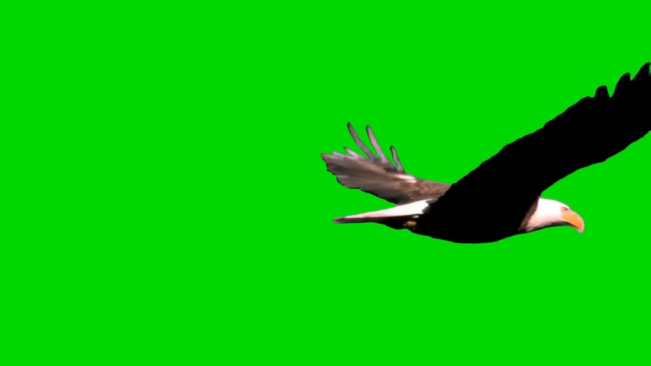 Eagle Green Screen HD Eagle Flight - YouTube