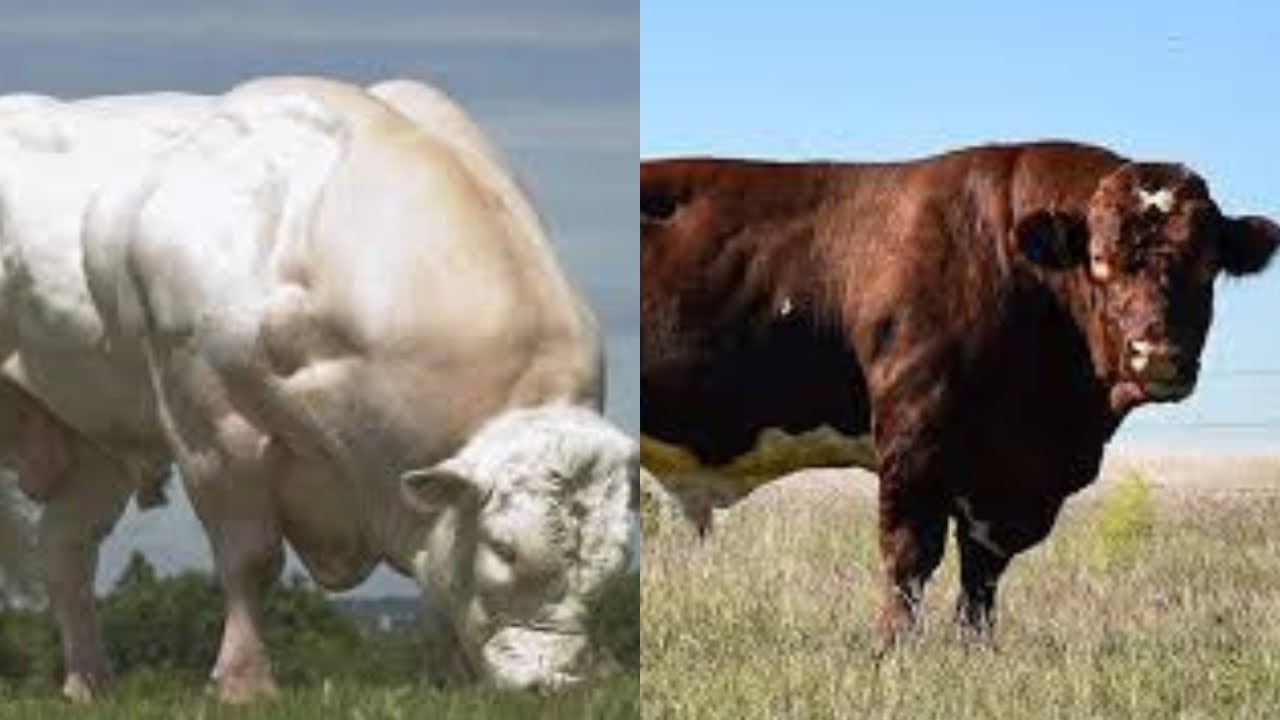 10 BIGGEST BULLS IN THE WORLD - YouTube
