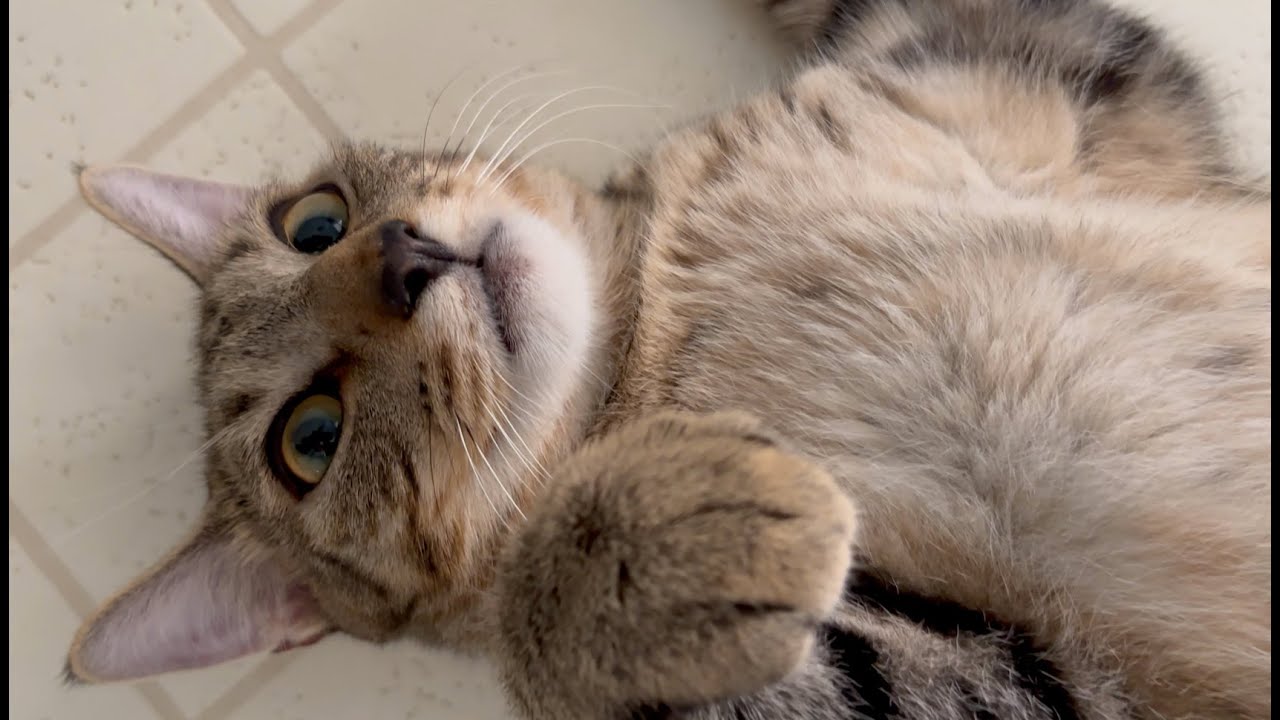 Cat Ganja Catnip | Playful Cats | Cat Family Brothers and Sister | I ...