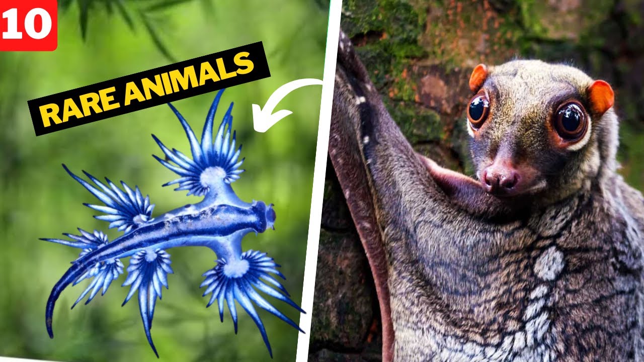 10 Rare Animals That You Didn't Know Existed - YouTube