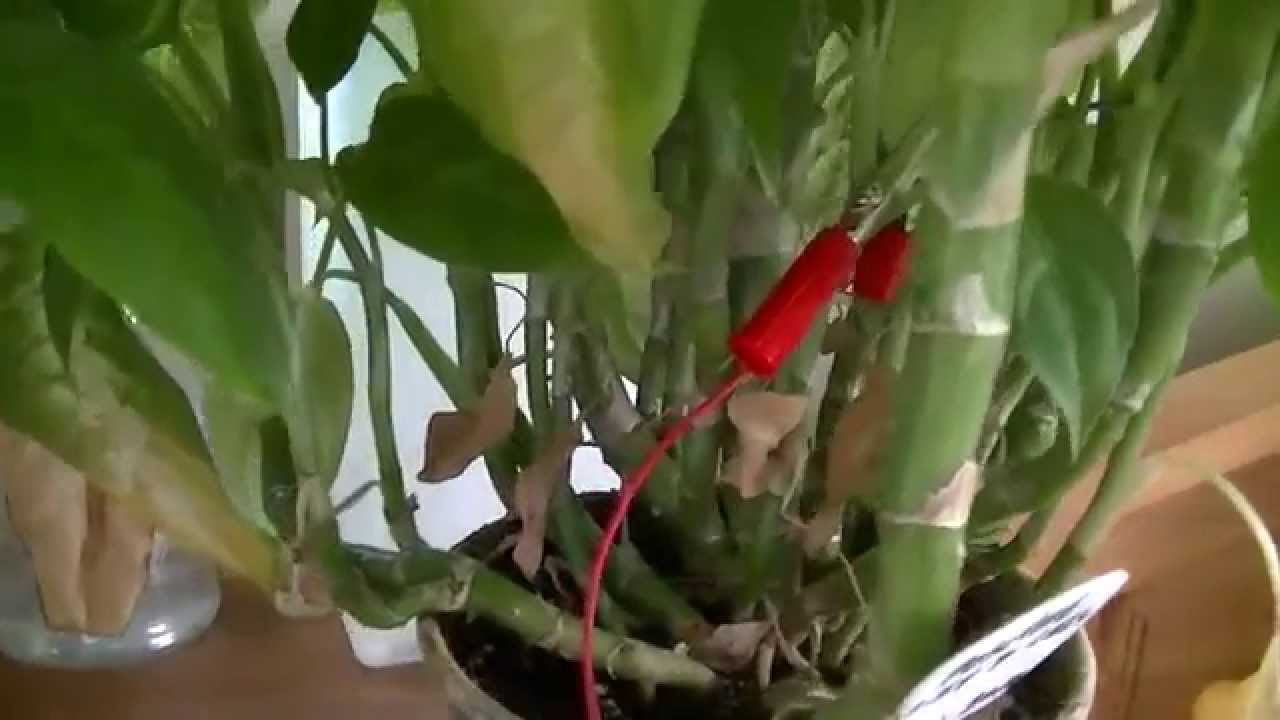 Growing Plants With Batteries & Window Privacy Film - YouTube