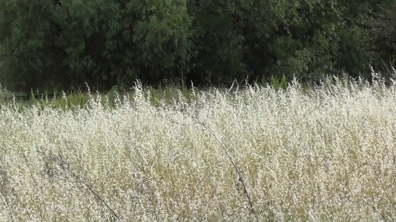 Dancing Grass 🌾💃🌾🕺🌾💃🌾🕺 - YouTube