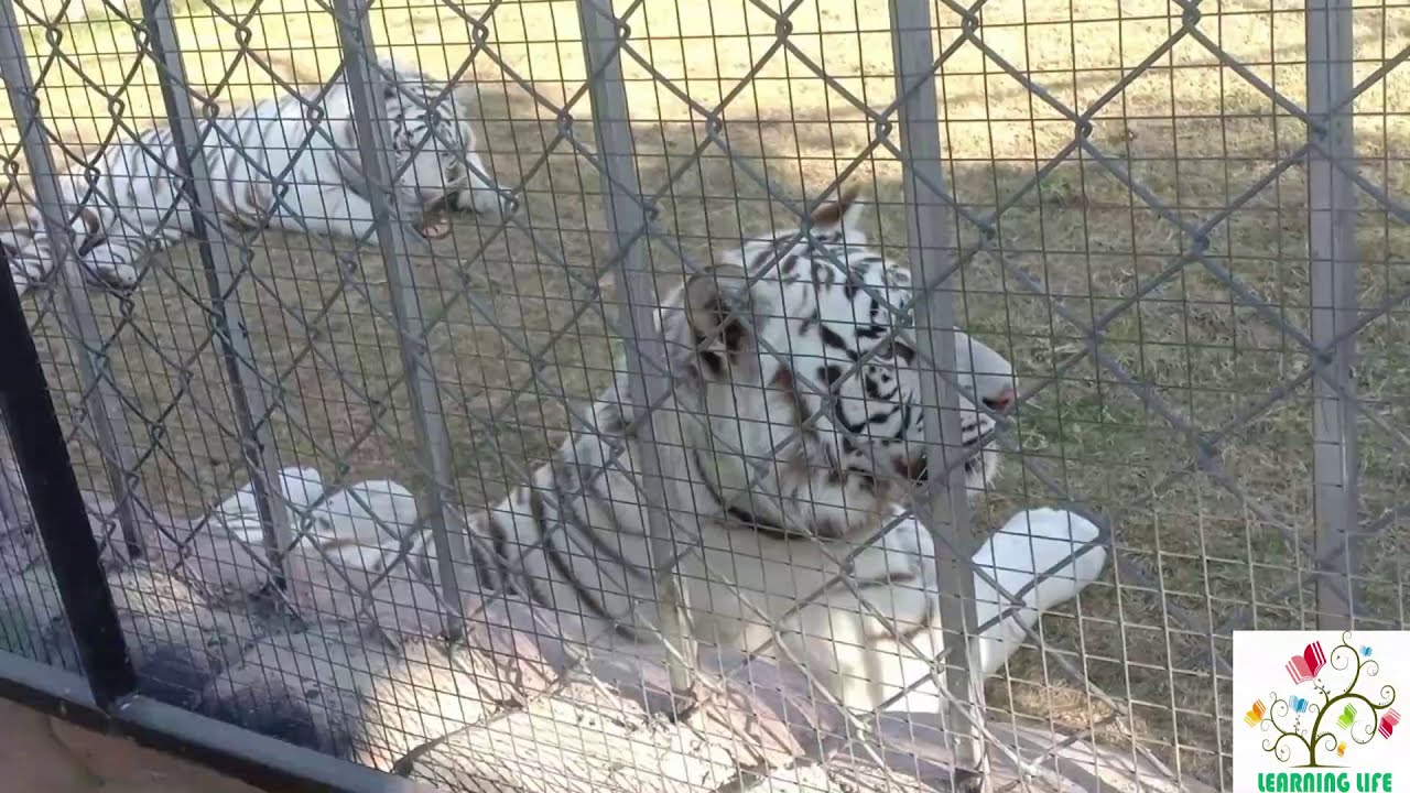 White Tiger in Pakistan Zoo | White Tiger in Islamabad Zoo - YouTube