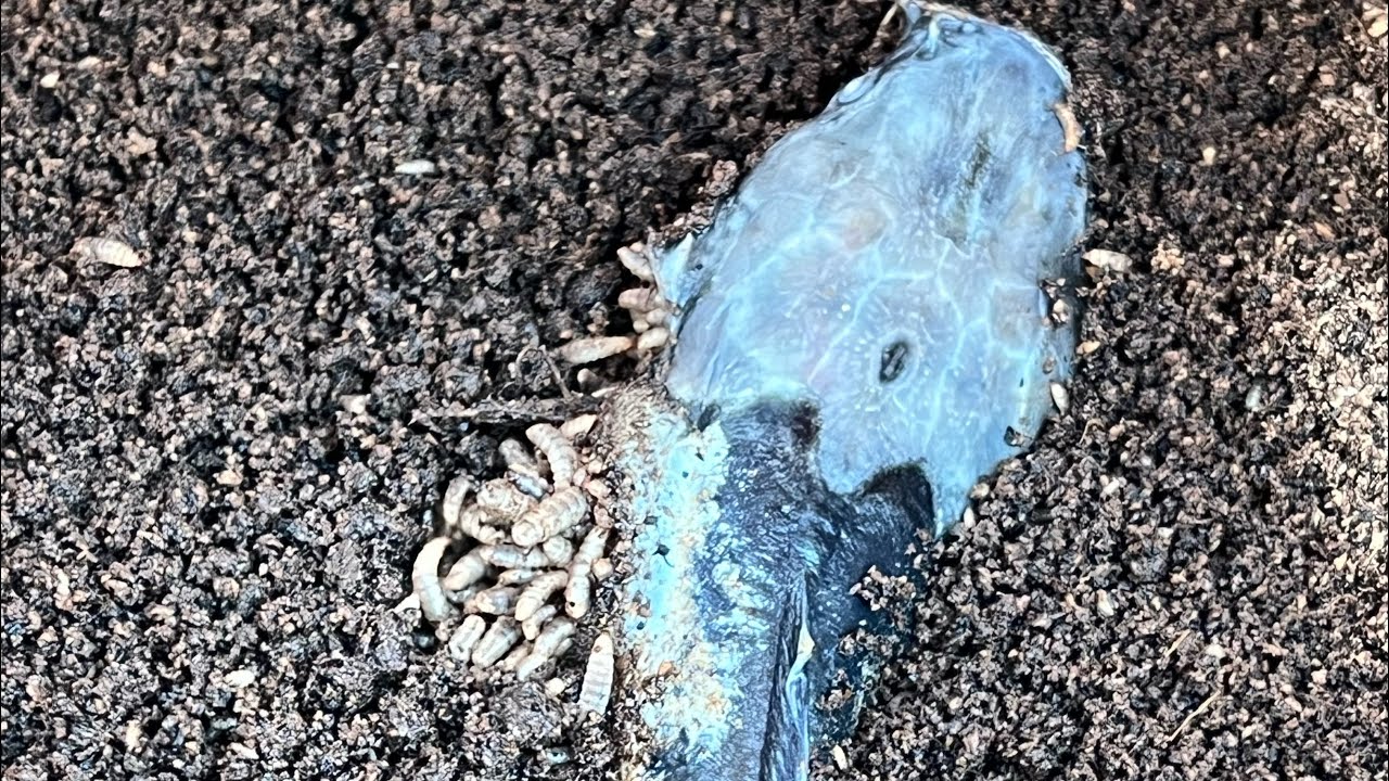 How the black soldier fly maggot circle works - YouTube