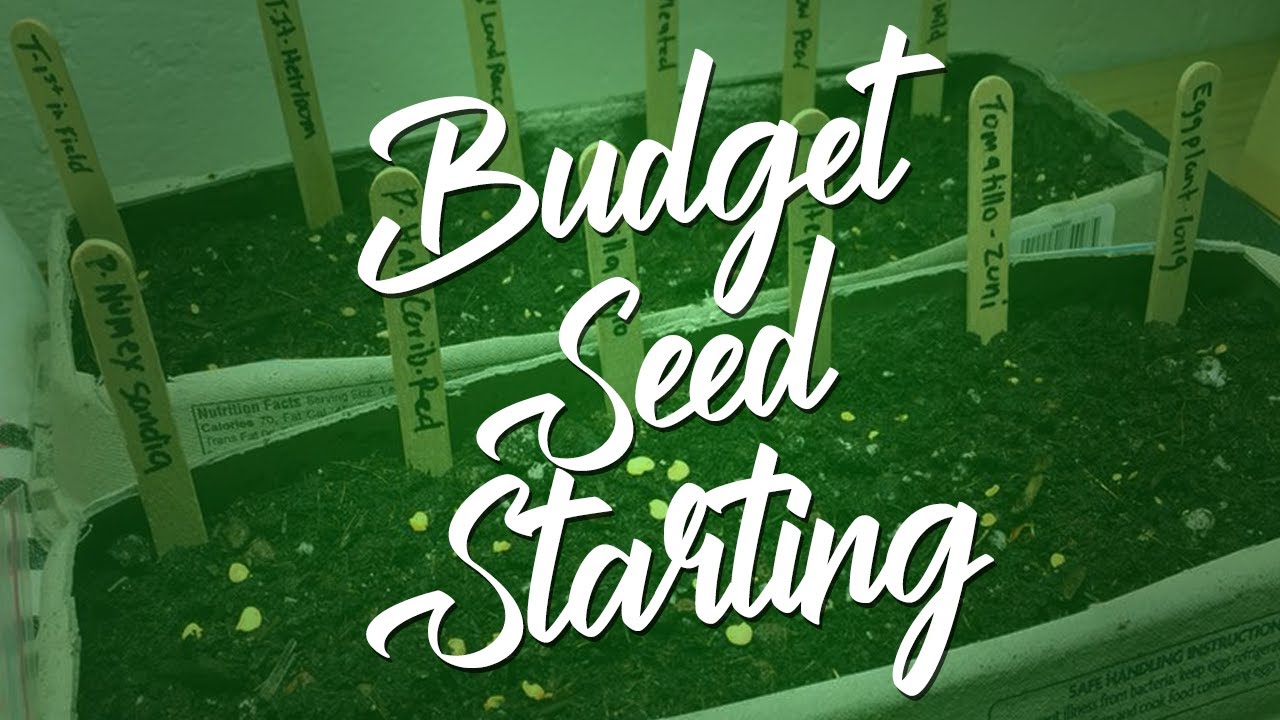 Budget Seed Starting - easy DIY ways to save money when starting ...