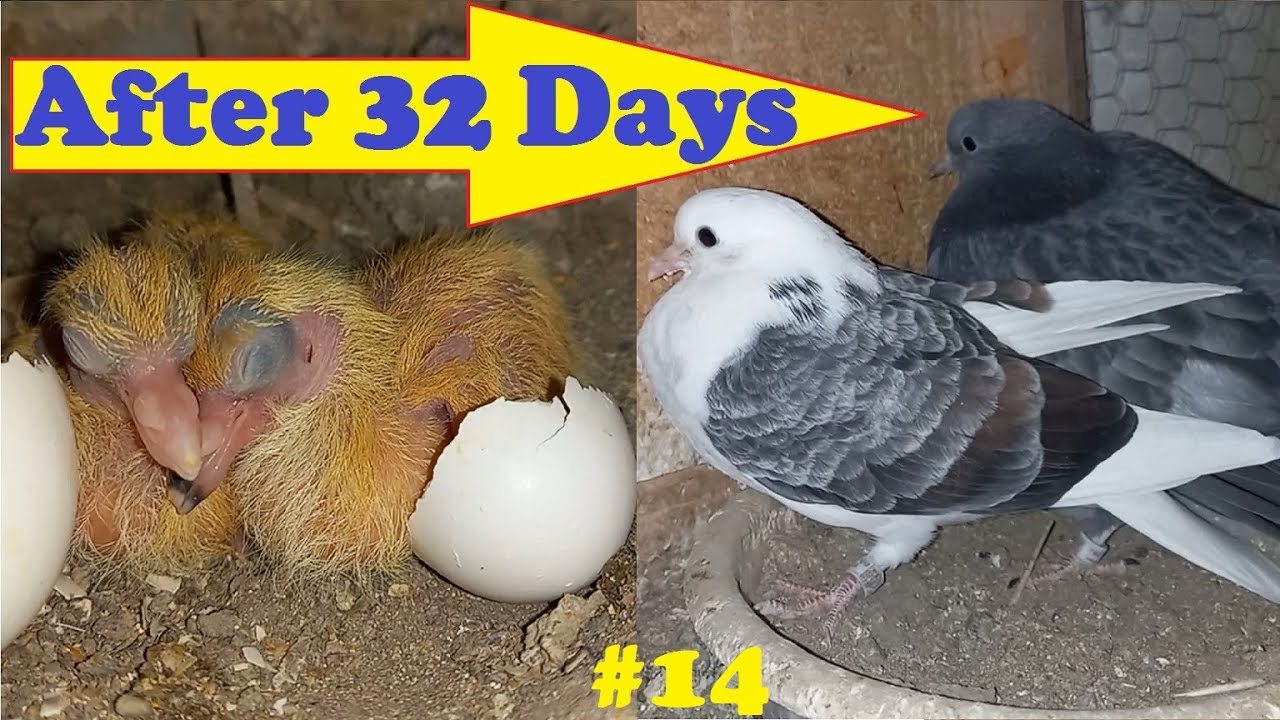HOW #PIGEONS MATING & LAY EGG & HATCH Chick #Bird & GROW DAY BY DAY(Mr ...
