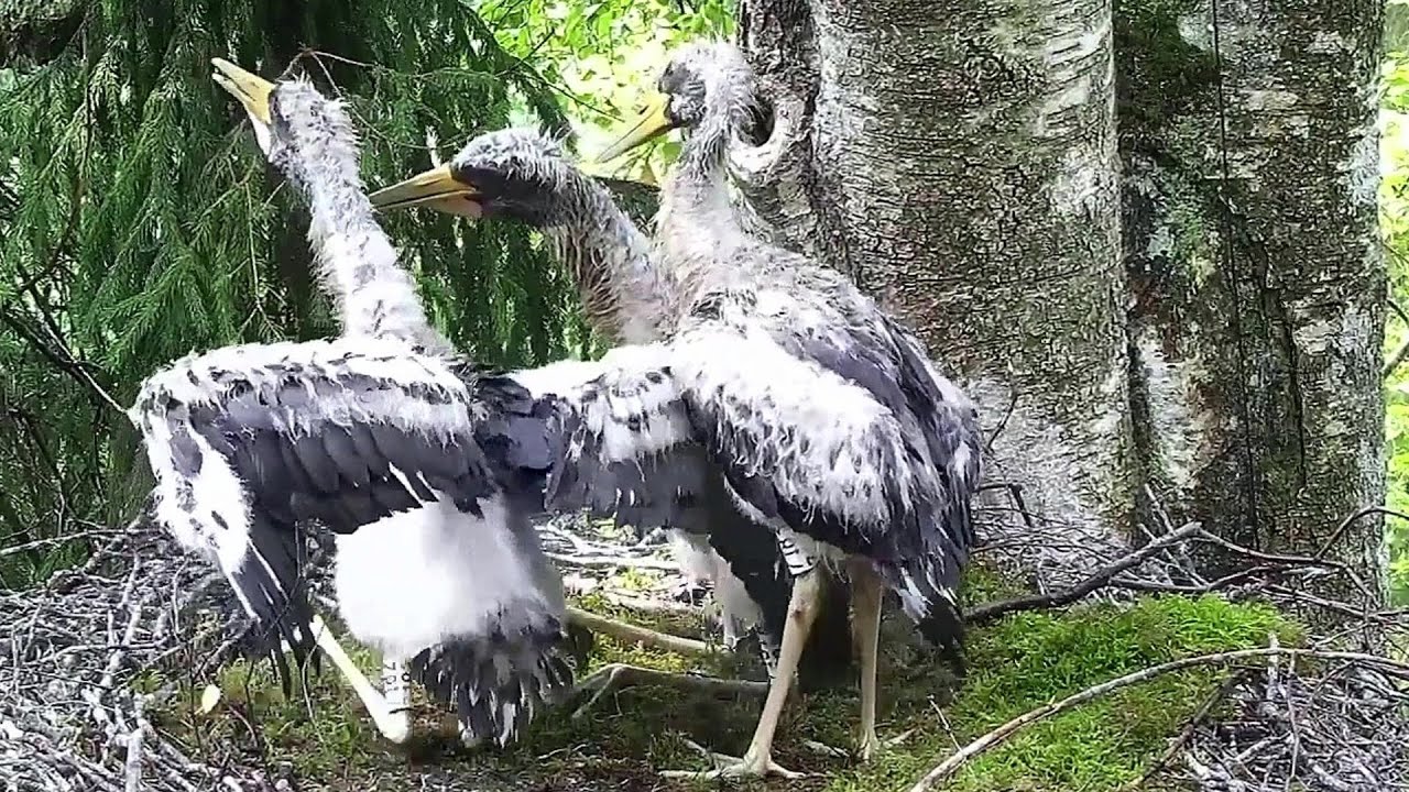 Must toonekurg 2~Danger from the left !Most probably a human is nearby ...