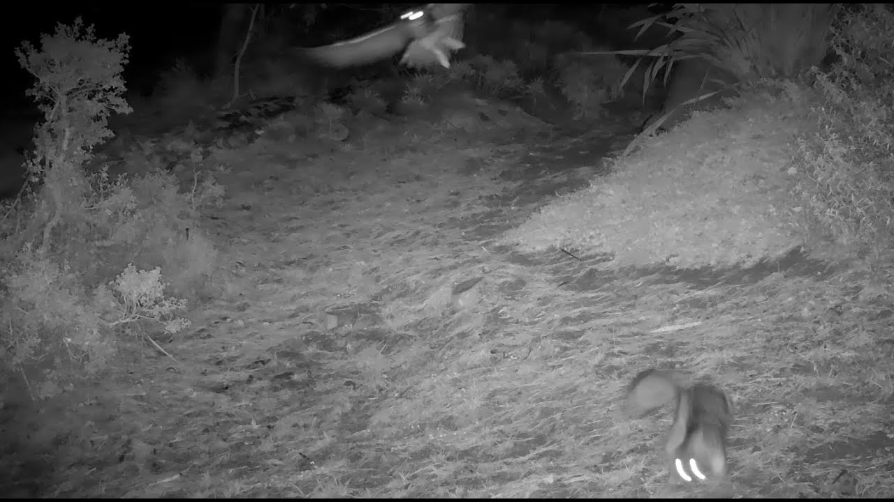 Owl Hunts Fox - YouTube