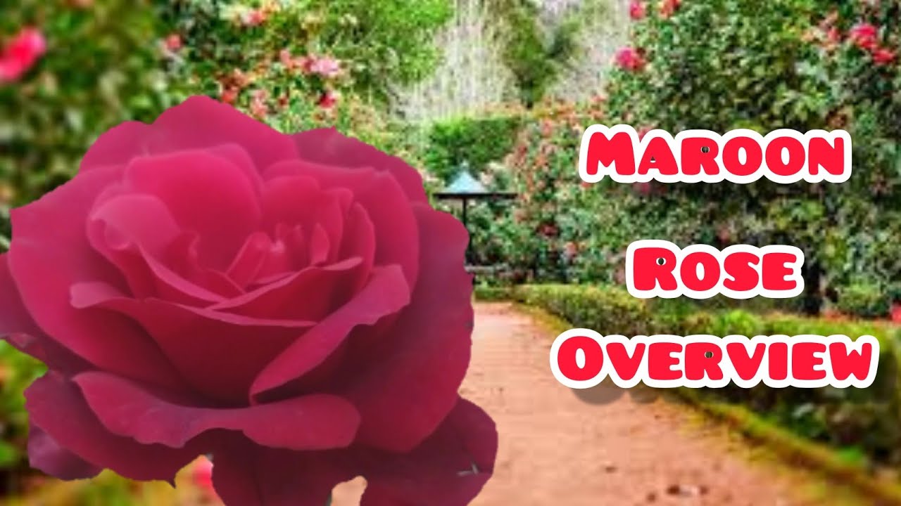 4 - Maroon Rose Plant || Flowers Overview || Gardening With Rahima ...