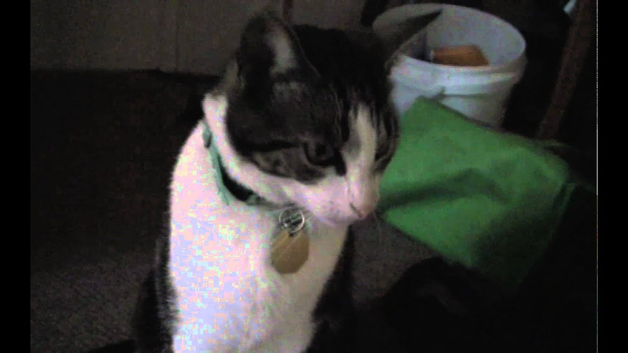 cats encode.mkv - YouTube