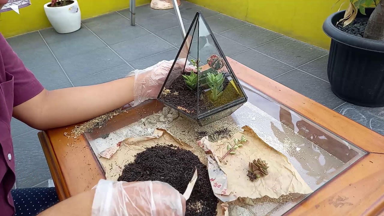 MINIATUR EKOSISTEM (TERRARIUM) - IPB UNIVERSITY - YouTube