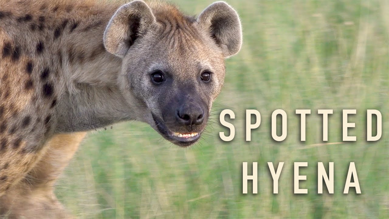Ep. 27: Spotted Hyena | ROAM with Xtina Parks - YouTube