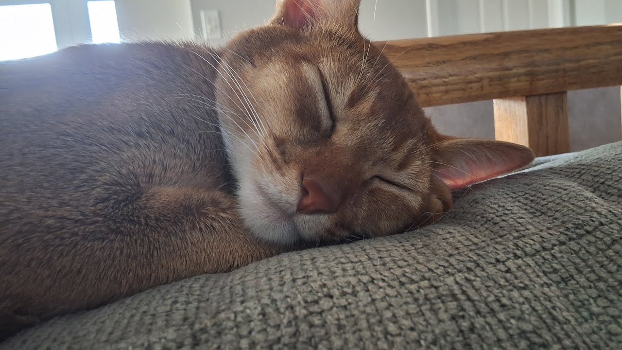 Yeeps Hide And Seek!!! (first VR video as promised) - YouTube