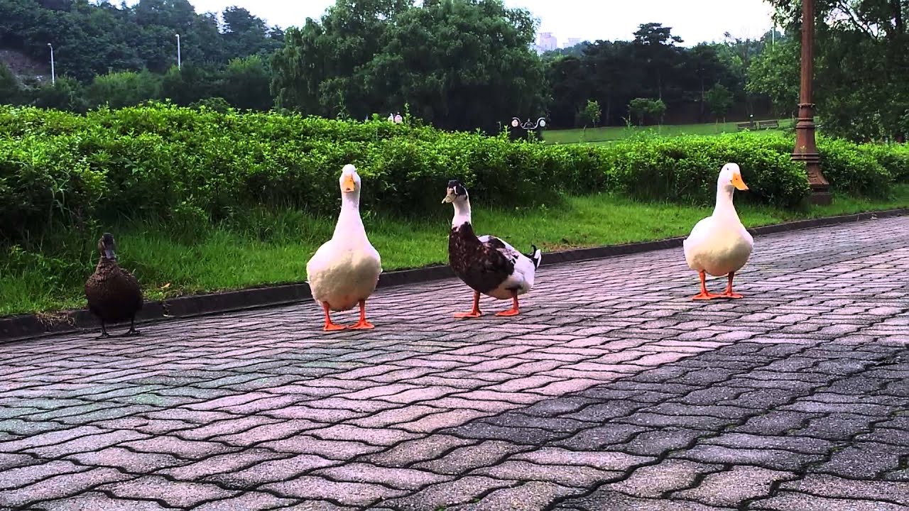 ducks front side 20130715 064243 - YouTube