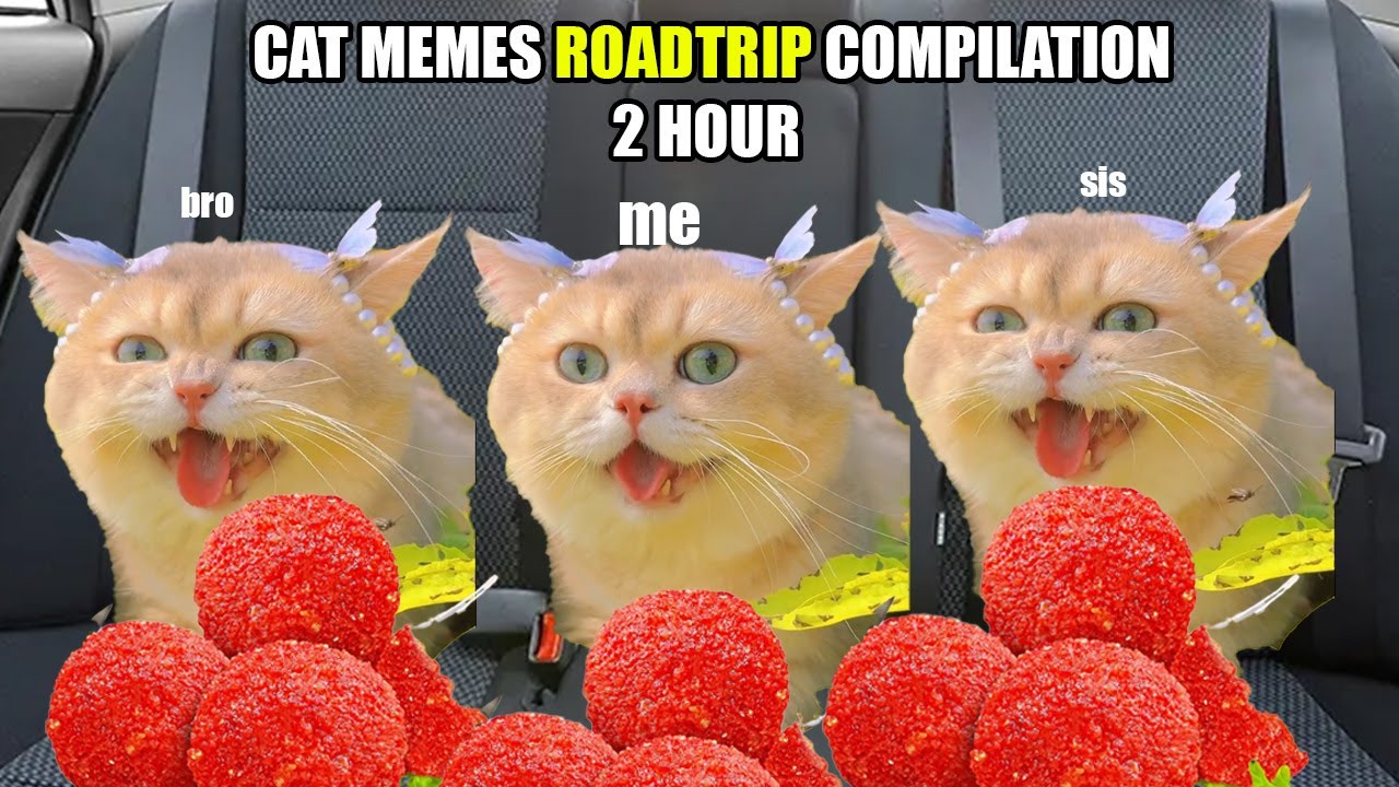 CAT MEMES ROAD TRIP COMPILATION FULL MOVIE - YouTube