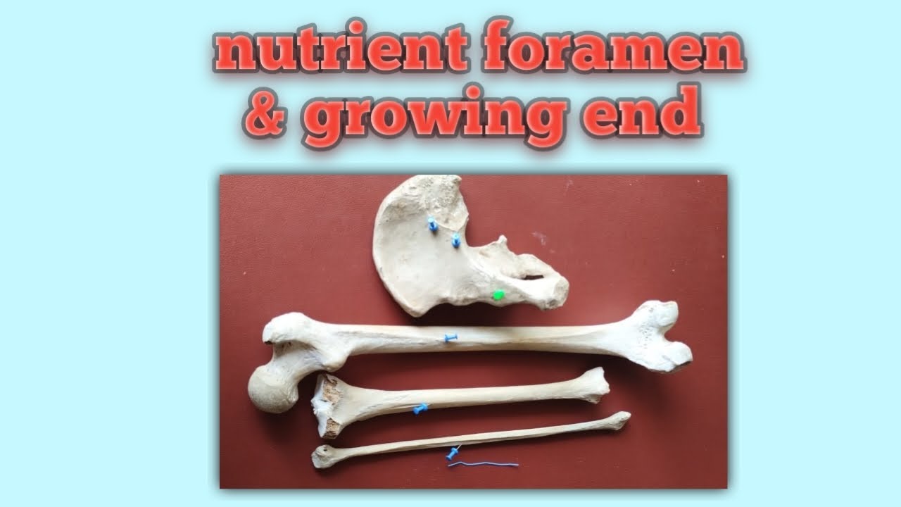 nutrient foramen of bones of lower limb|bones of lower limb anatomy| by ...